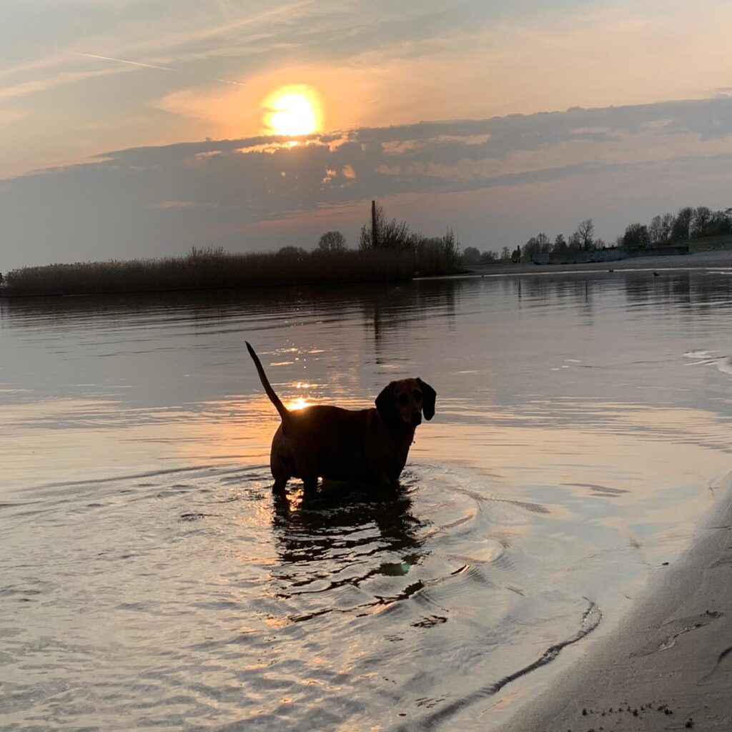 Losloopgebied Lemmer Strand | Viervoet