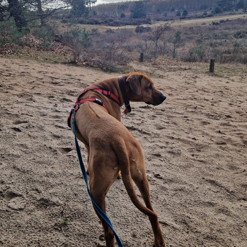 Samen wandelen aan de lijn in Den Treek - Viervoet